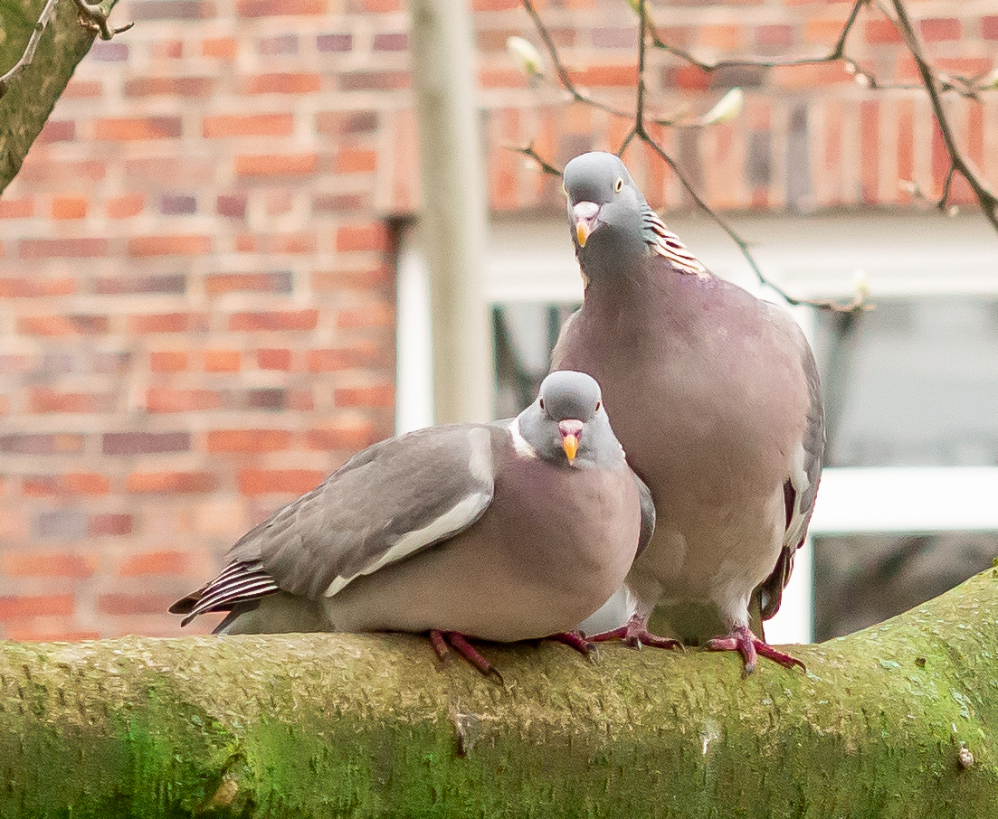 Fakten zur Stadttaube - Gandolfs Taubenfreunde Hamburg